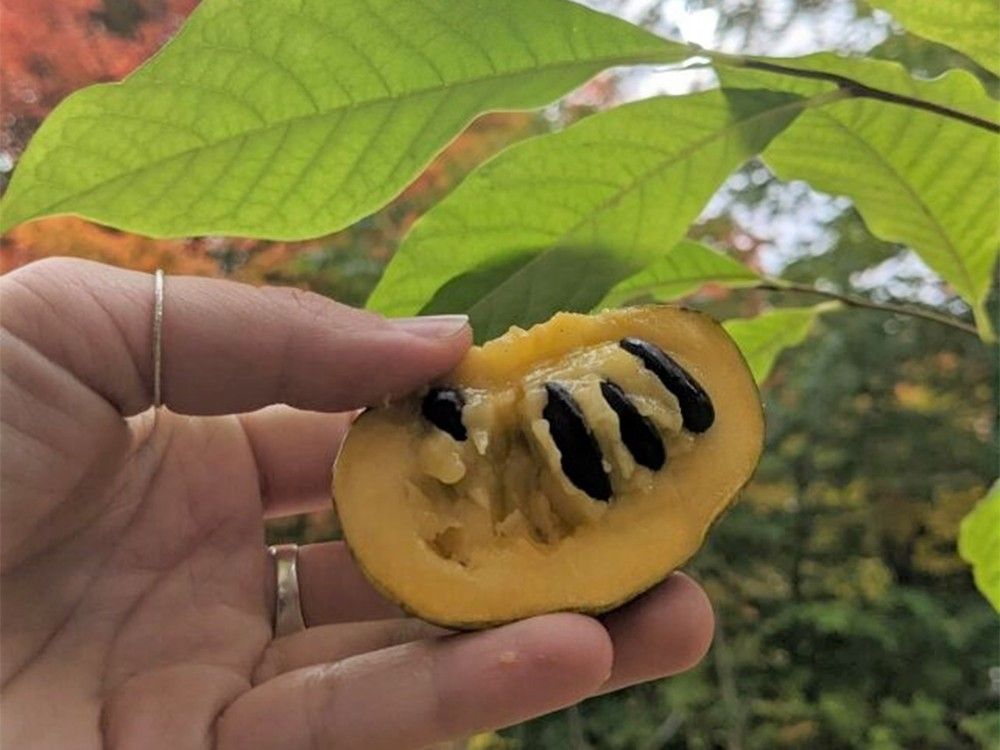 The pawpaw, a fruit native to Ontario, is making a comeback in Norfolk ...