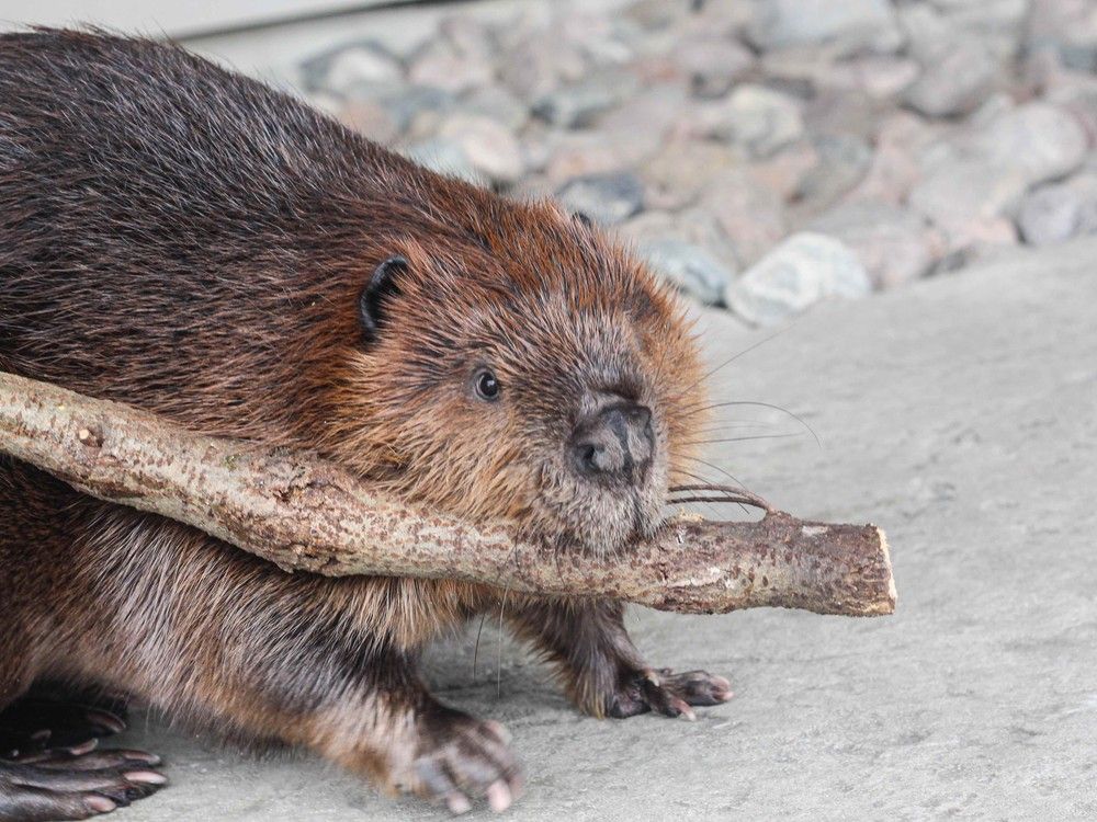 Too big for Science North, Kash the beaver moving to new home | Sudbury ...