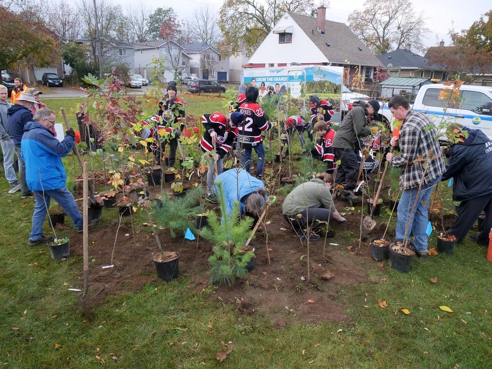 Brant Tree Coalition plants its first micro forest | Brantford Expositor