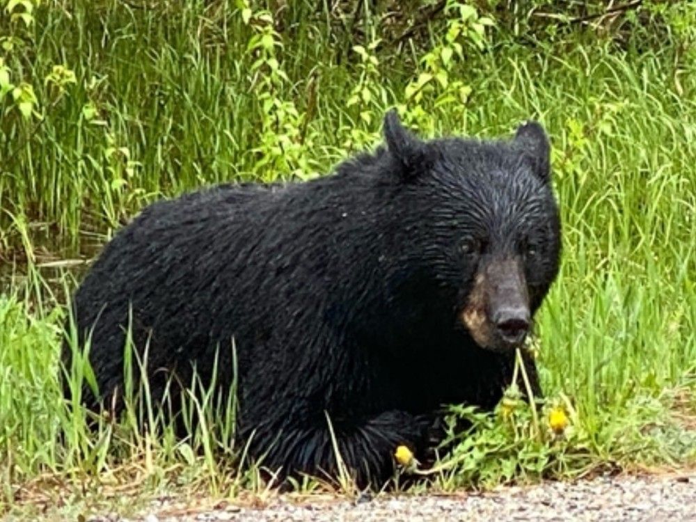Quebeckers sentenced for trafficking bear parts in New Brunswick ...