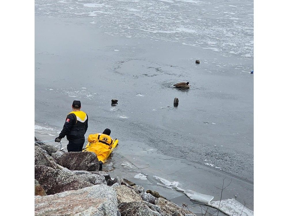 Goose stuck in river ice freed by firefighter | Telegraph-Journal