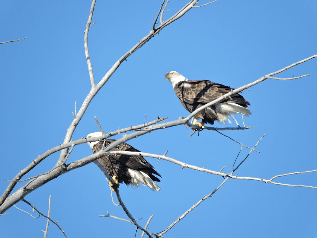 2023 Christmas bird counts coming up | The Graphic Leader