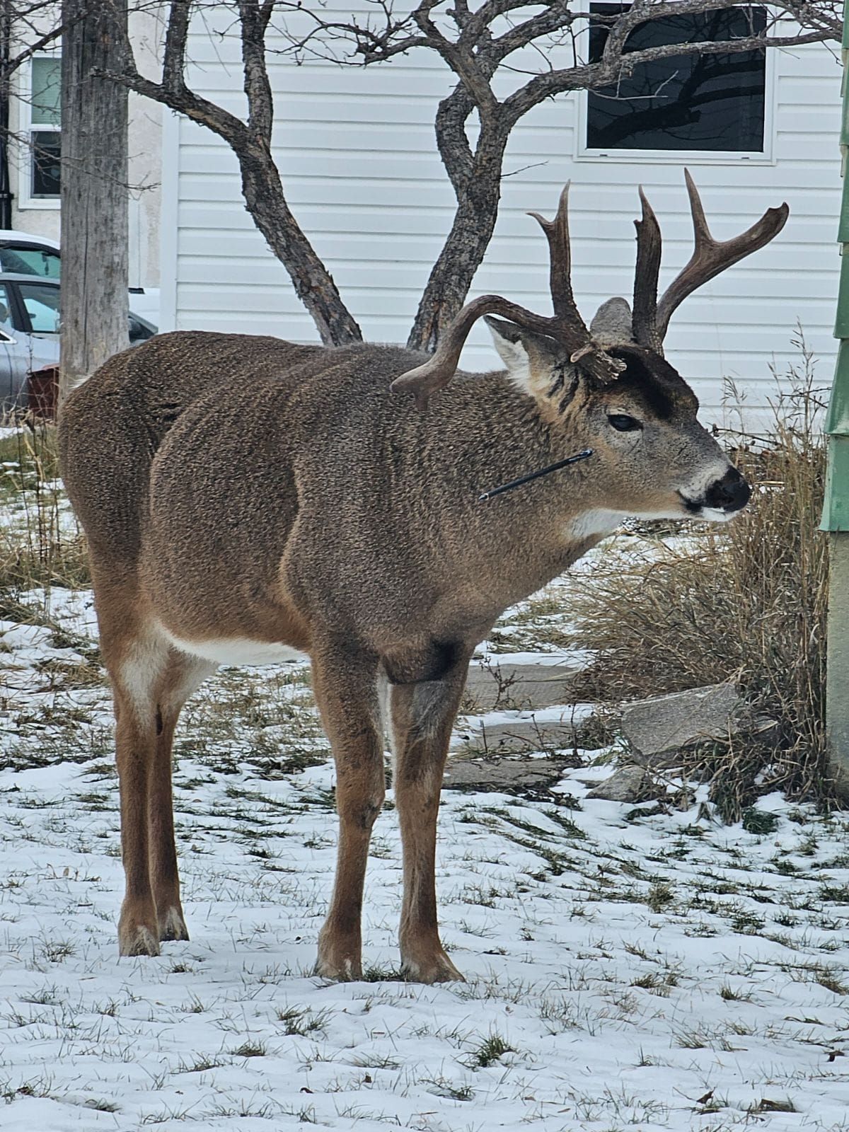 MNRF rescues maimed deer | Kenora Miner