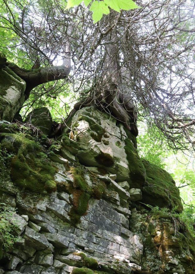 Bruce Trail Conservancy adds three nature reserves in Grey County ...
