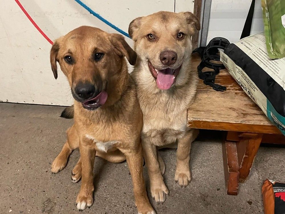 A dozen dogs were rounded up roaming roads near Port Dover | Simcoe ...