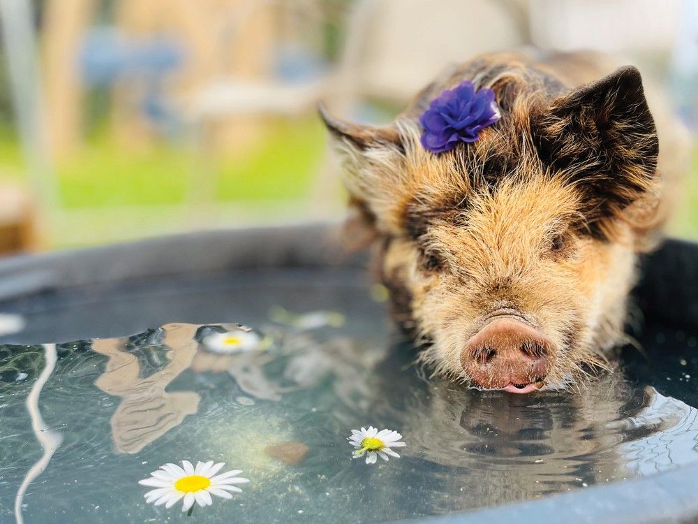 Adorable piglet from Killaloe featured as March photo in Pet Valu ...