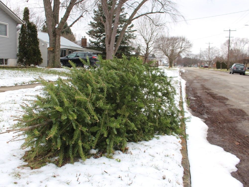Sarnia Christmas tree collection set for week of Jan. 8 | The Sarnia ...