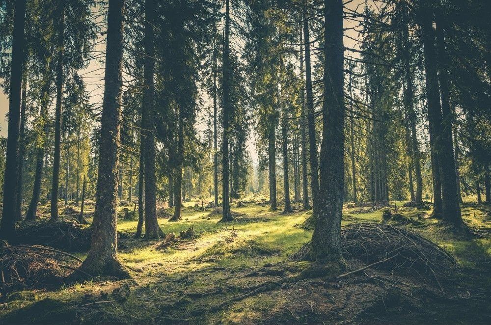 Tom Smart: Forest bathing | Telegraph-Journal