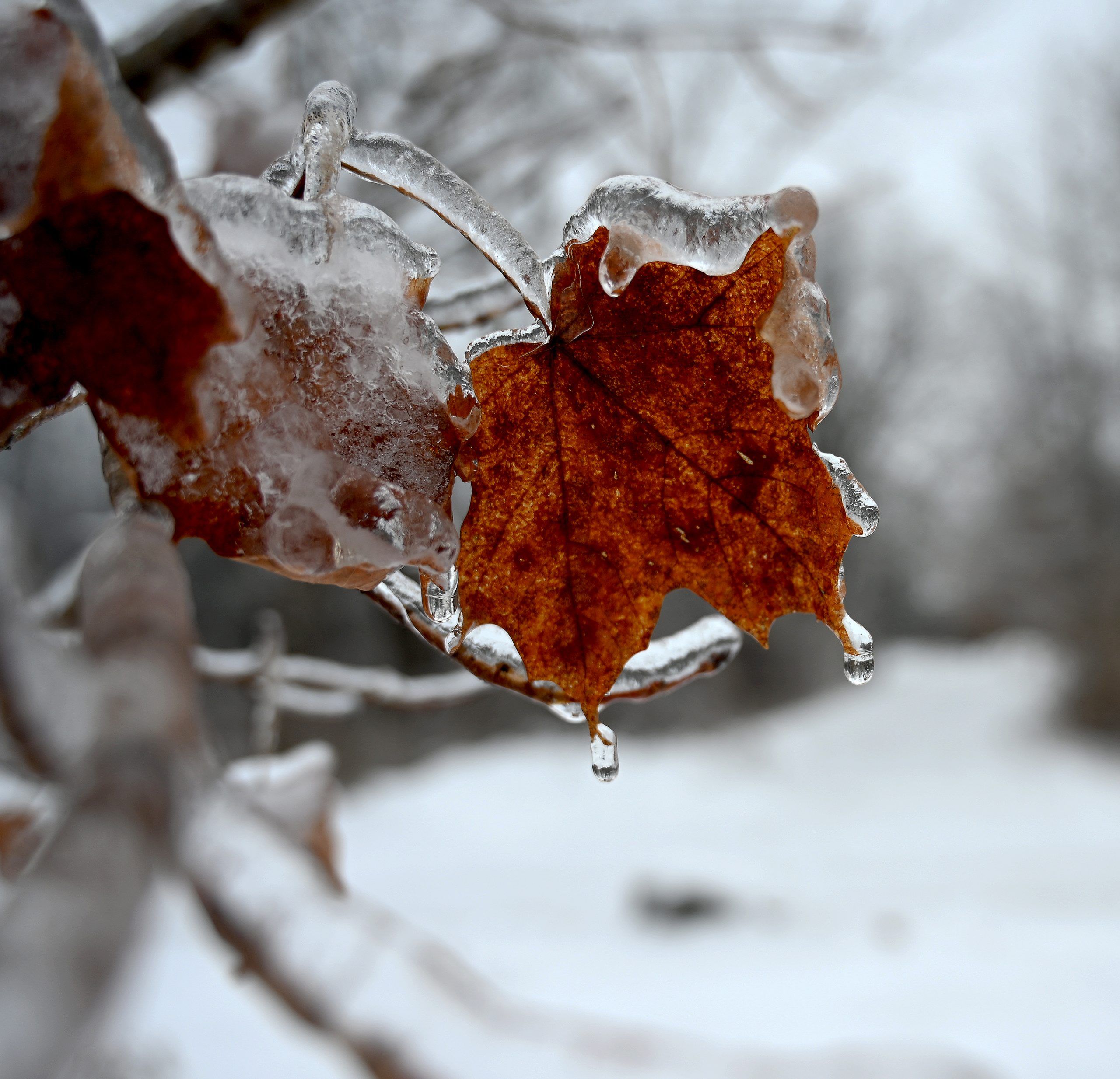 Plenty of ice, but no north-end rink yet | Brockville Recorder & Times