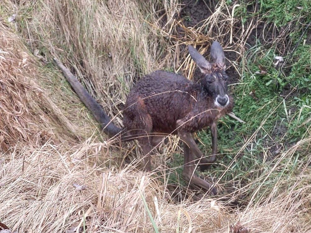 Roo on loose leads to false report in Lambton County | Chatham Daily News