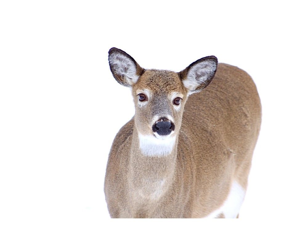 OPP remind public to watch for deer on highways | Sault Star
