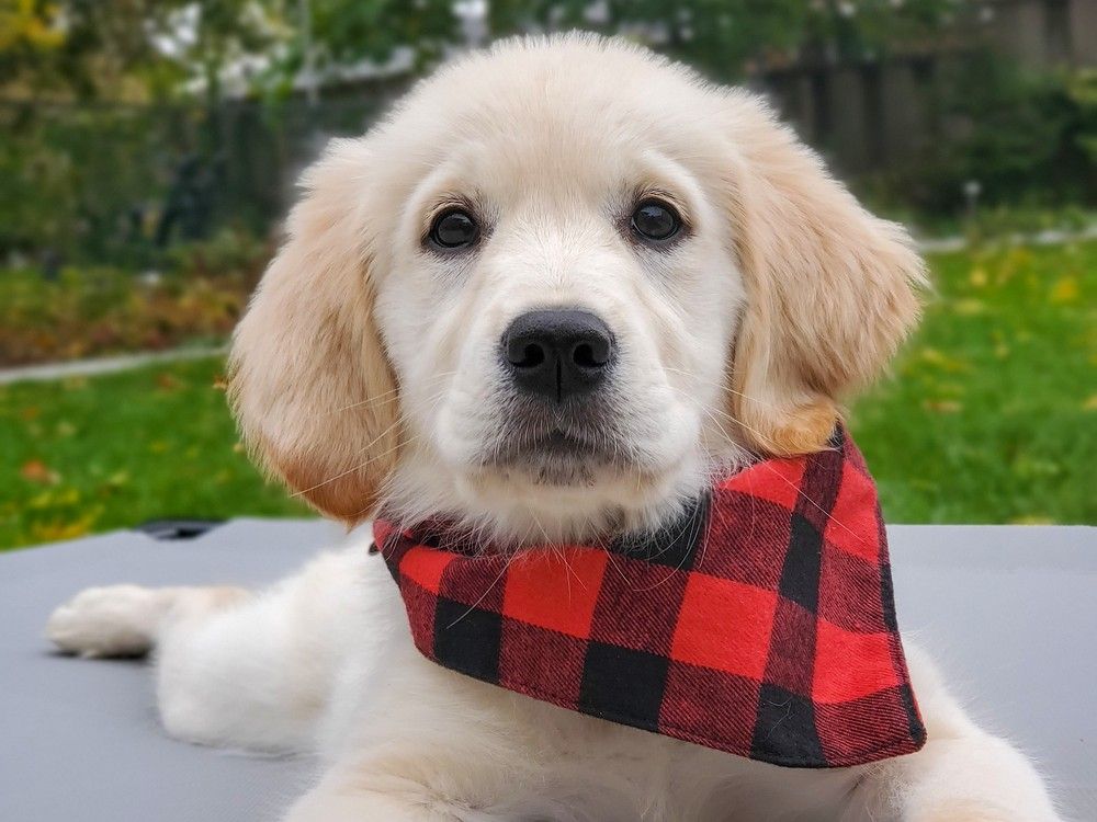 Autism Service Dogs needs volunteer puppy raisers | Brantford Expositor