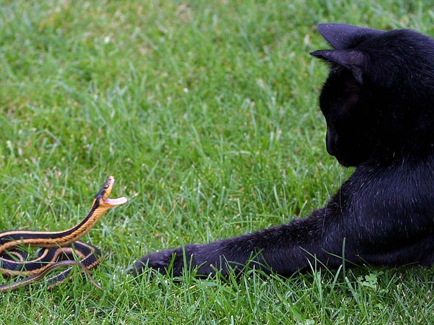 Snapshots: Cat and snake encounter produces memorable frame | The ...