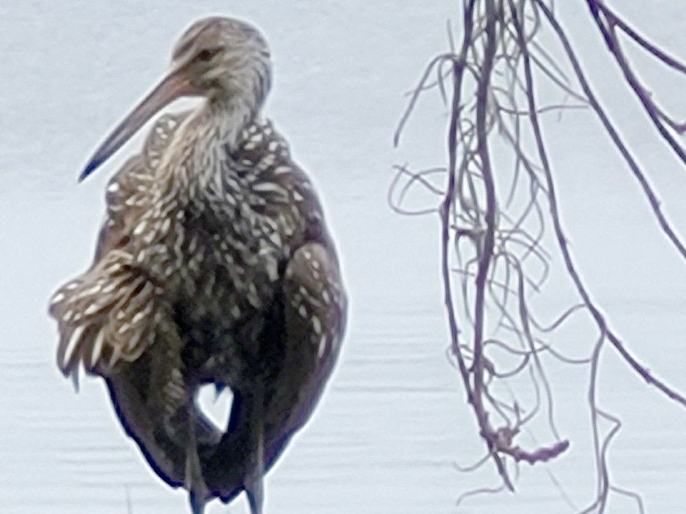BIRDWATCH: Two rare Limpkins from Florida spotted in Ontario | Pembroke ...