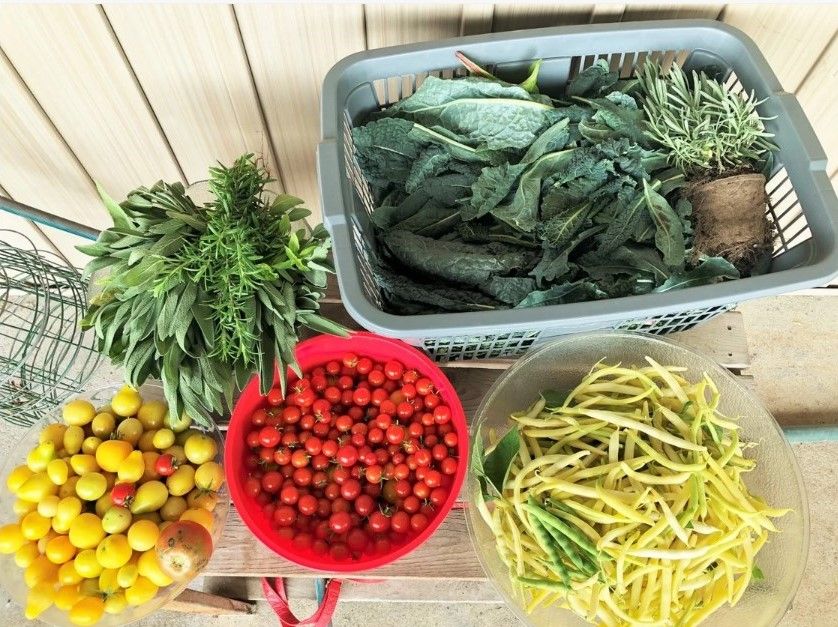 CDC Quinte opens registration for Community Garden Program | Belleville Intelligencer