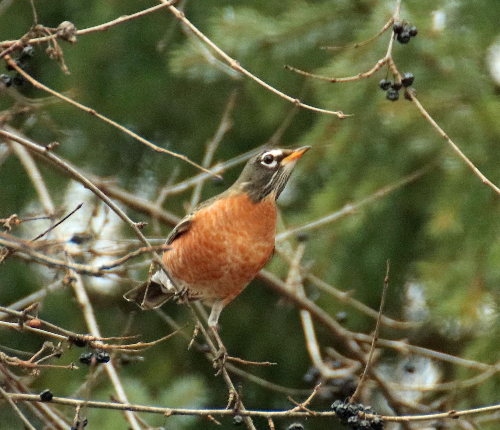 A harbinger of Spring for a Port Elgin photographer | Kincardine News