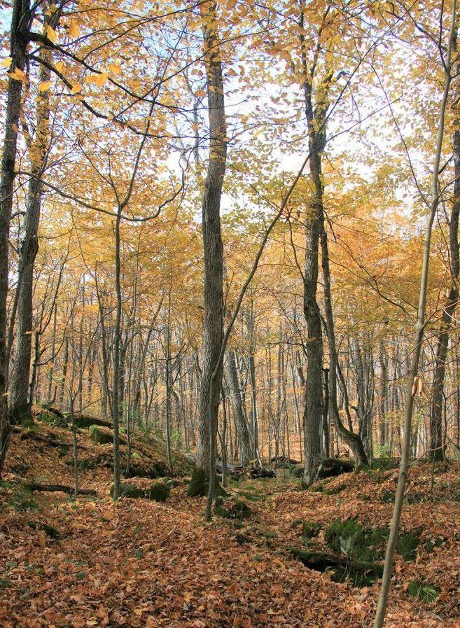 New nature reserve established at Hope Bay | Owen Sound Sun Times