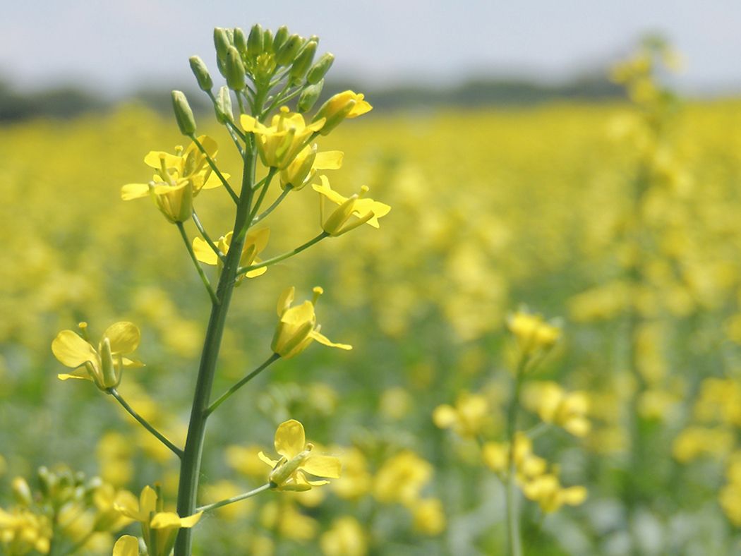 Ag Report: Manitoba farm cash receipts for 2023 sets a new record | The ...