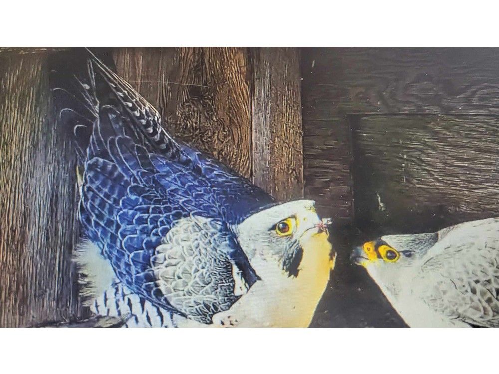Live camera feed provides up close look at Moncton peregrine falcons ...