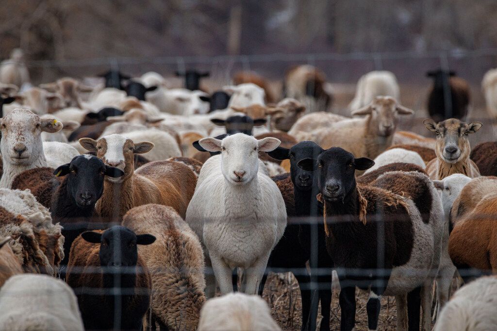 The ‘shear’ truth about lambs and Easter | Sault Star