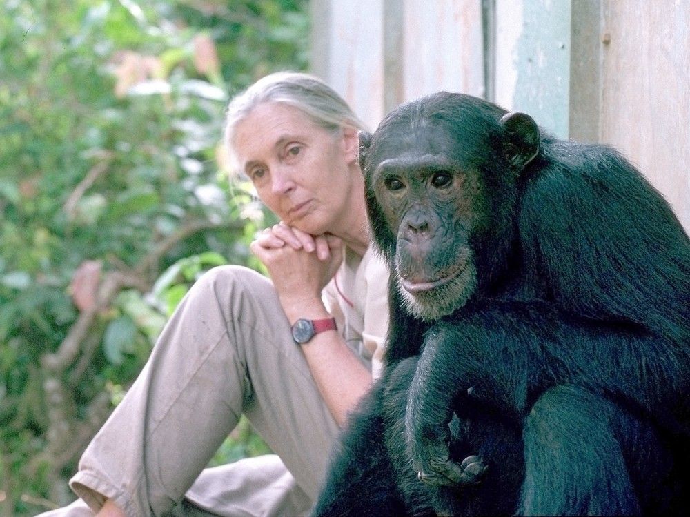 Dr. Jane Goodall's 90th birthday to be celebrated on Earth Day in ...