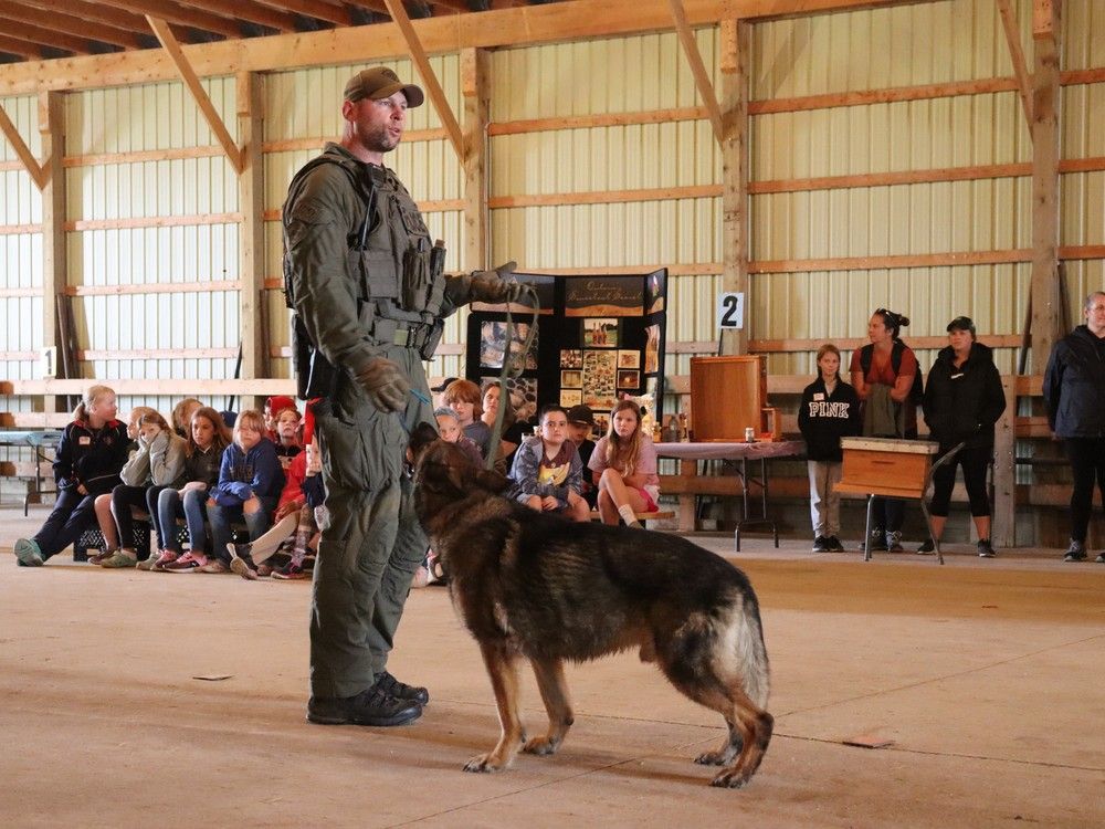 City pupils asked to help name Sarnia's new police dog | The Sarnia ...