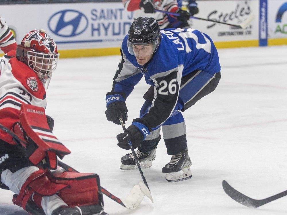 Future championships to be built on current Dogs roster | Telegraph-Journal