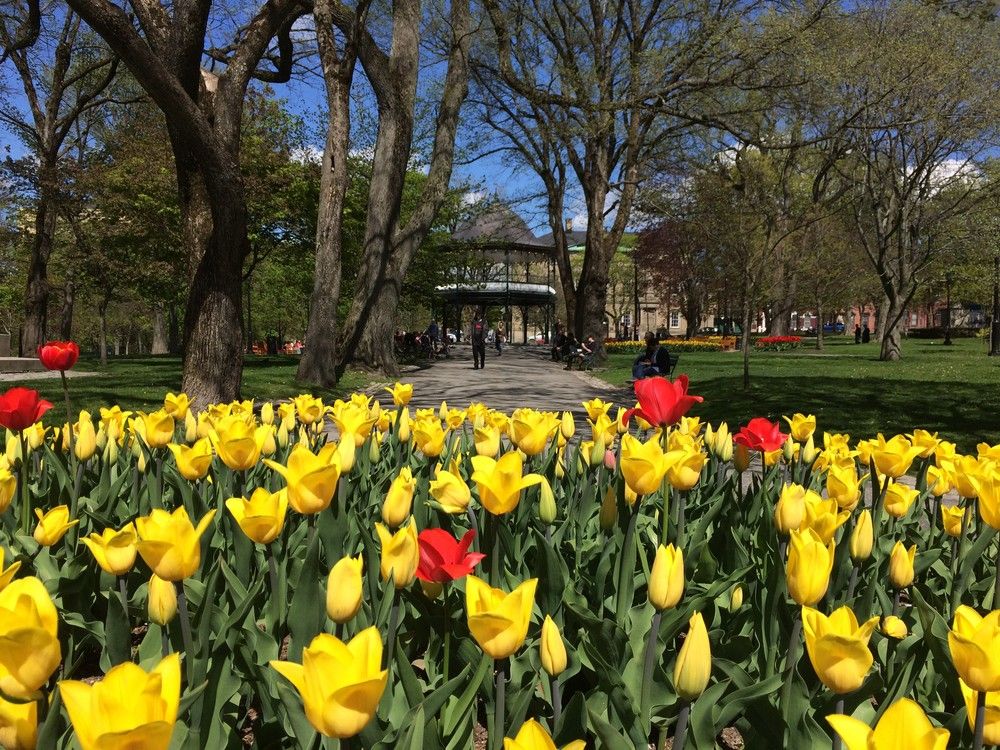 David Goss: Looking back for springing ahead | Telegraph-Journal