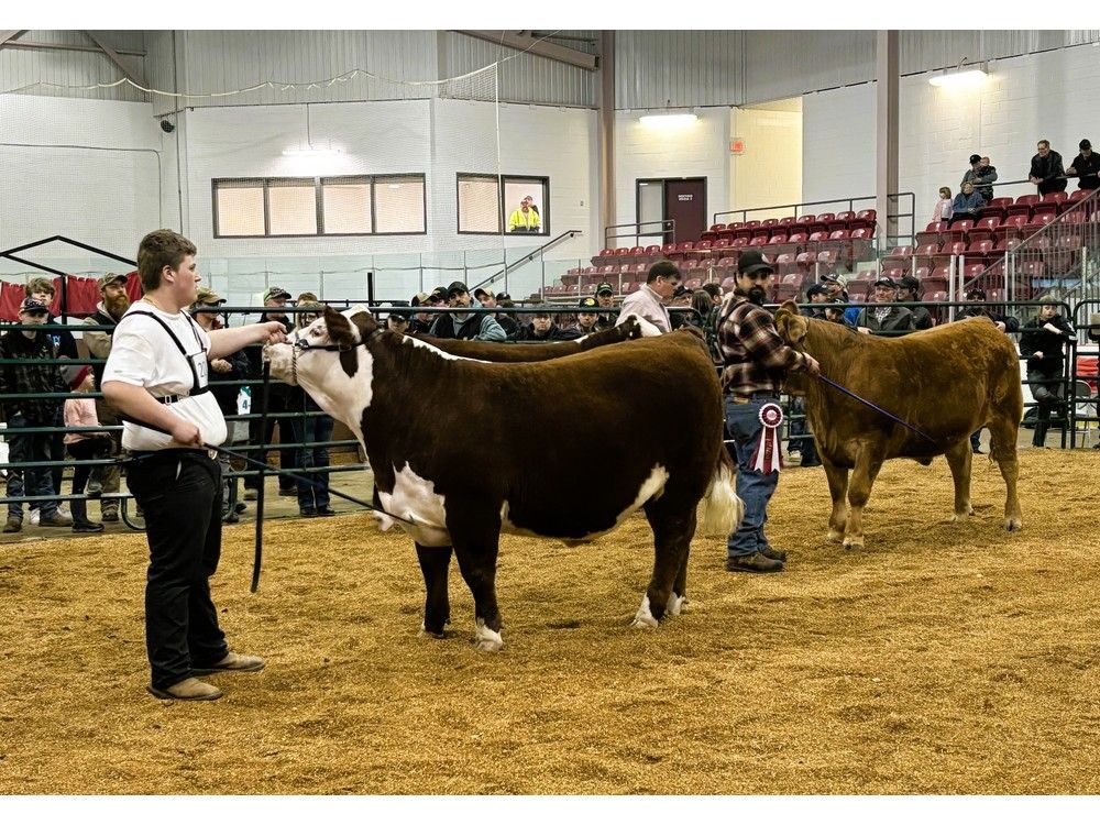 Carleton County Spring Show and Sale shatters sales records | Telegraph ...