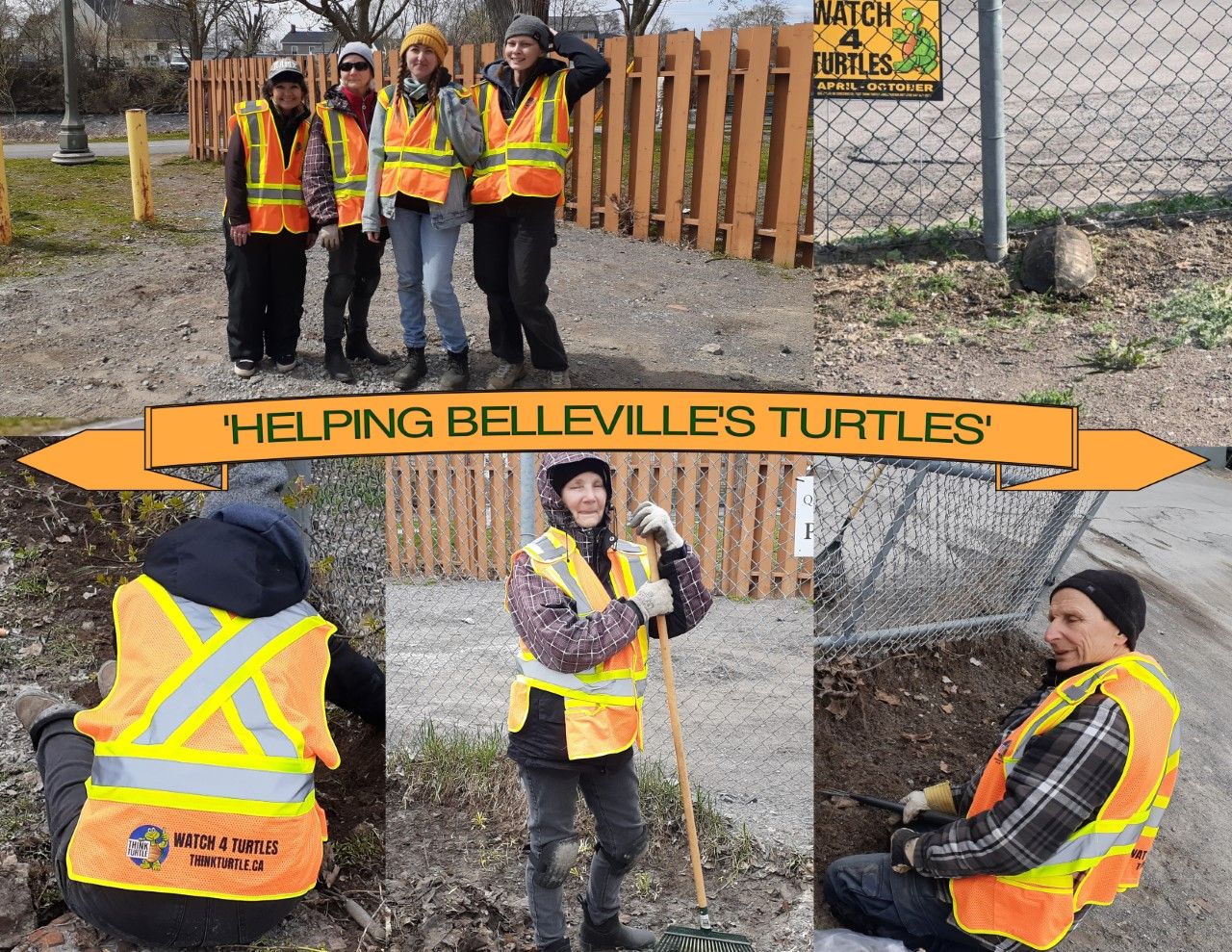 GoFundMe fundraiser to help save turtles in Belleville | Belleville ...