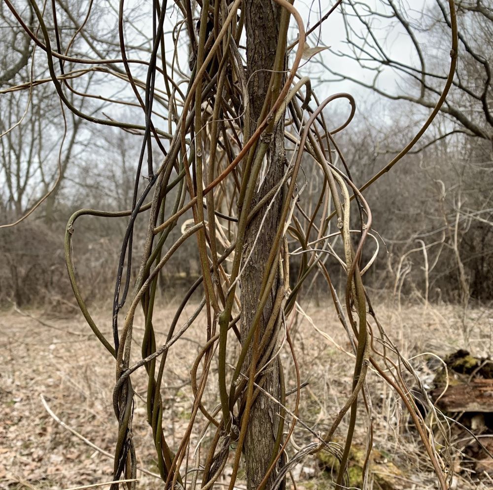 PHOTOS: Curious finds in their prime in early spring | Chatham Daily News