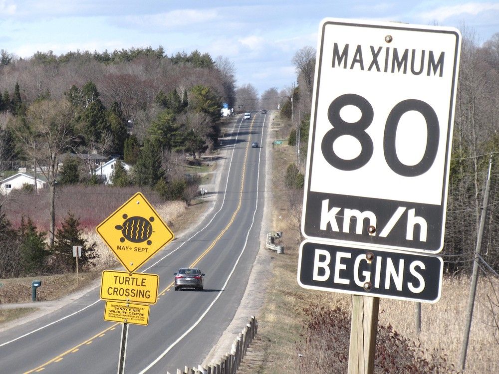 Kingston city councillors seek turtle protections along Perth Road ...