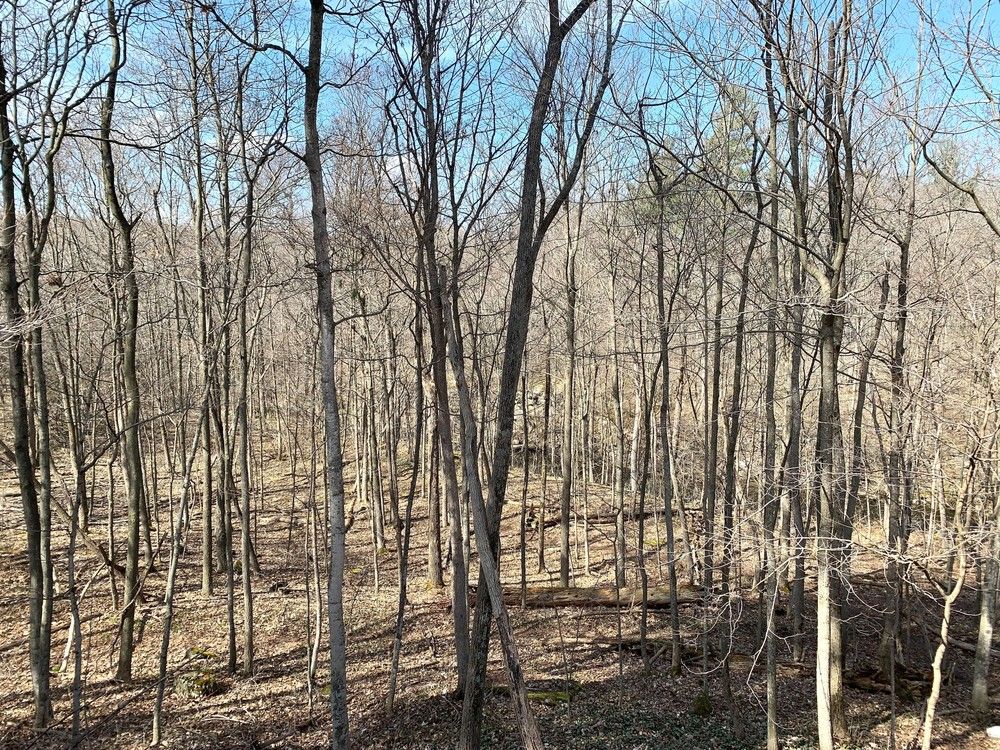 Kingston council votes to defer development for environment study | The ...