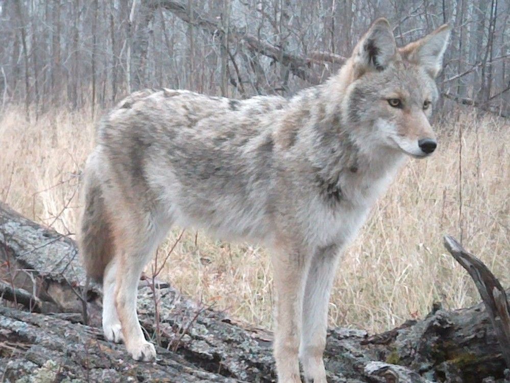 Sudbury letter: Ontario needs coyote cull, like in Quebec | Sudbury Star
