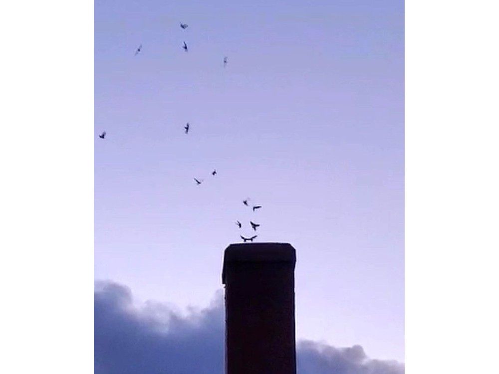 Chimney swifts return for annual show in Fredericton | Telegraph-Journal