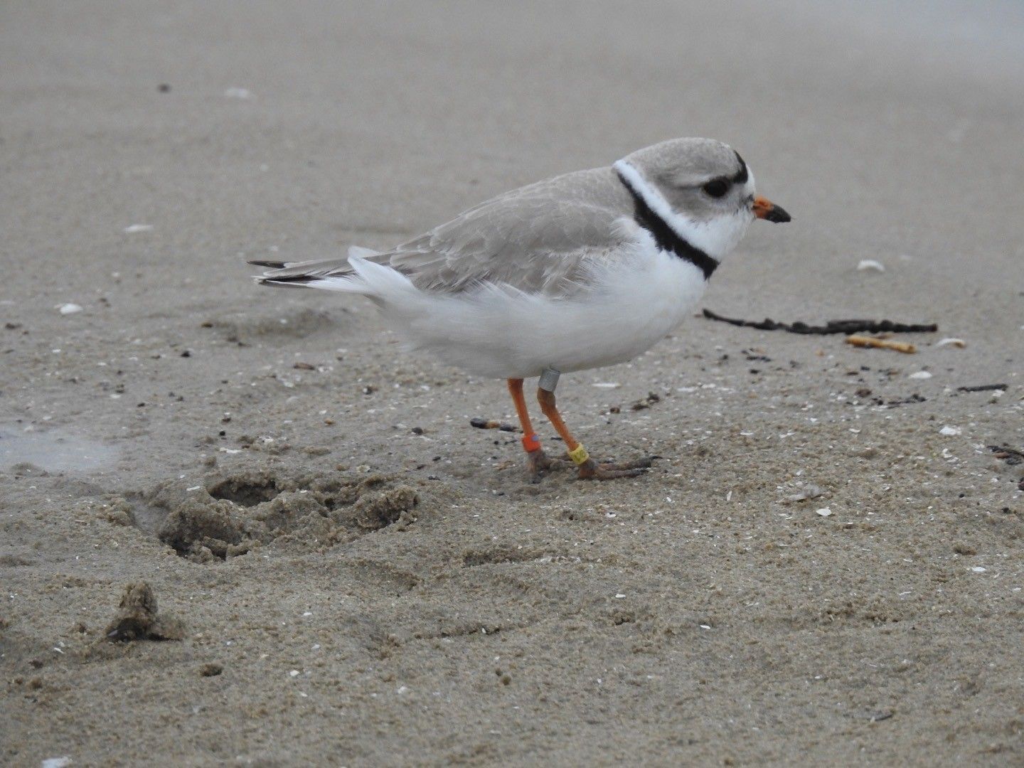 Plovers looking for love at Sauble and moving on | The Shoreline Beacon
