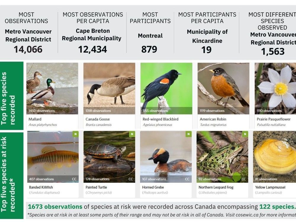 Kincardine earns national recognition in City Nature Challenge 2024 ...