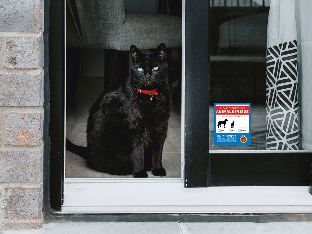 Sit, stay and learn about how to protect your pets at emergency ...