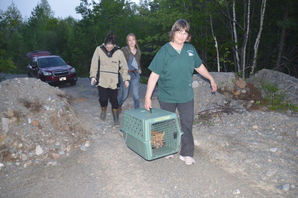 Rehabbers thrive on getting animals back where they belong | Sudbury Star
