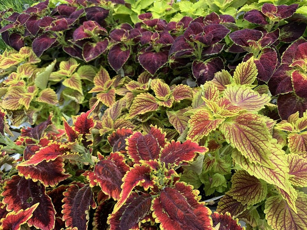 GARDEN CLIPPINGS: Lush, colourful coleus popular shade-lover | The ...