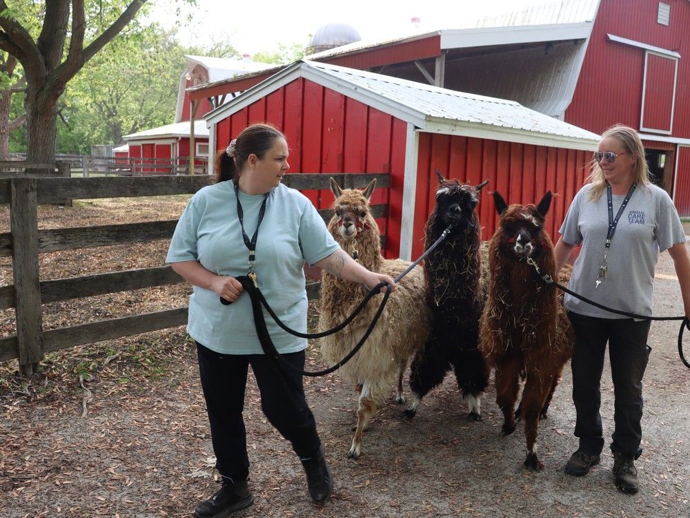 Three alpacas now call Sarnia park's animal farm home | The Sarnia Observer