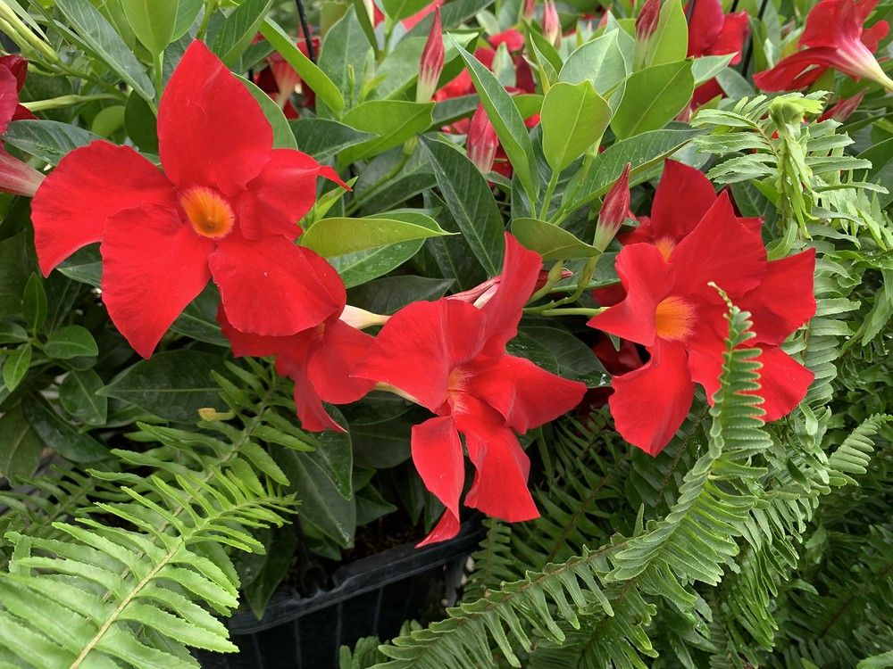 Dipladenia a perfect match for container gardening | The Sarnia Observer
