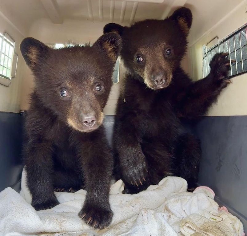 Three little bears from Sudbury getting tender loving care | The Daily ...