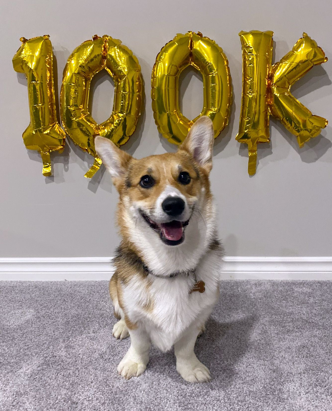 YouTube video of Sault Corgi earns 'silver play button' with 100K ...