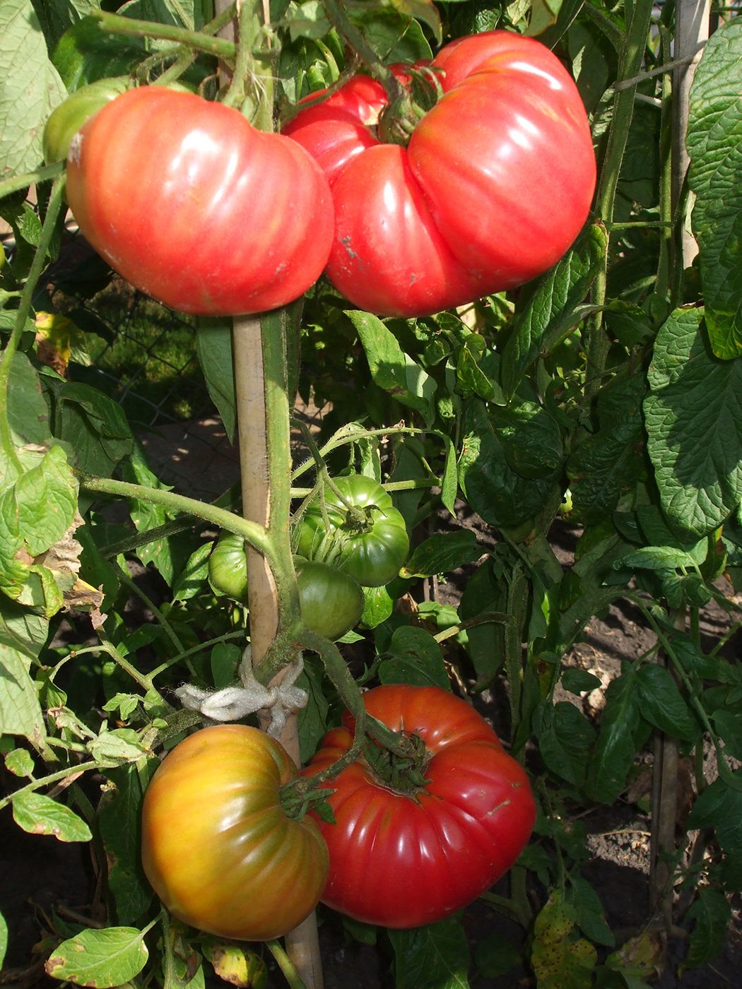 Tomato tips and tricks | The Graphic Leader