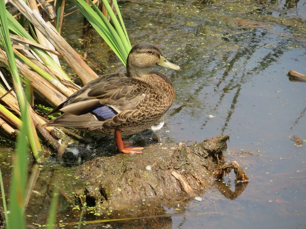 Duck and Run returns to Sackville | Telegraph-Journal