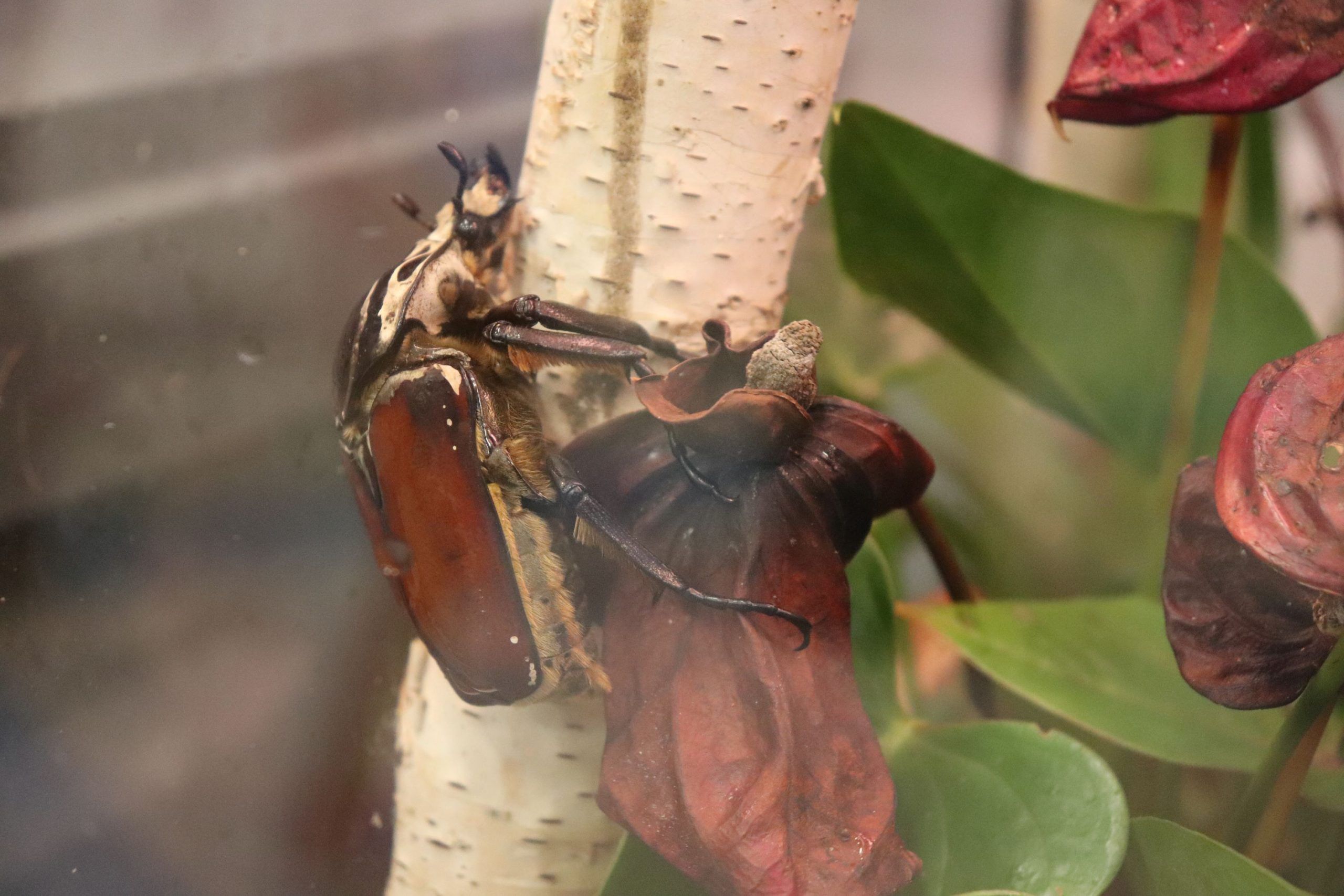 Canadian Forest Service celebrates a milestone anniversary | North Bay ...