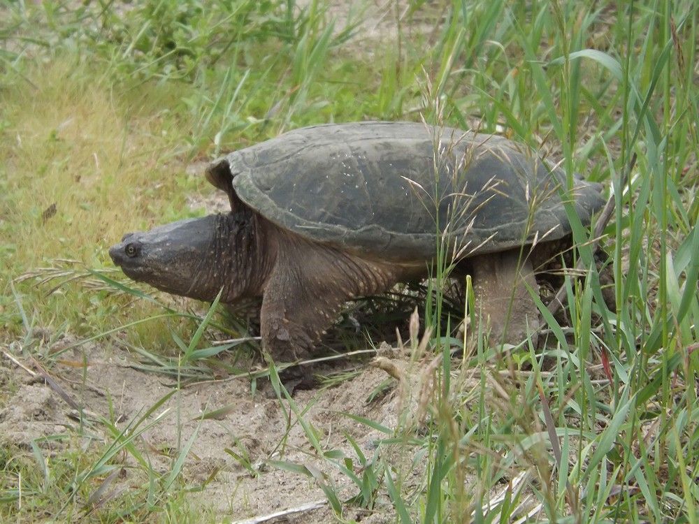Belleville, it's turtle nesting season | Belleville Intelligencer