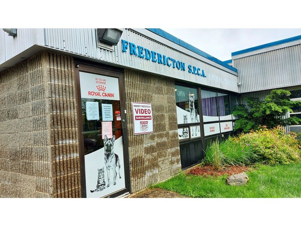 Outbreak of feline virus closes SPCA office | Telegraph-Journal