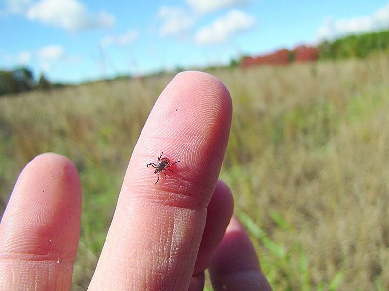 Black-legged tick instance up in Algoma | Sault This Week